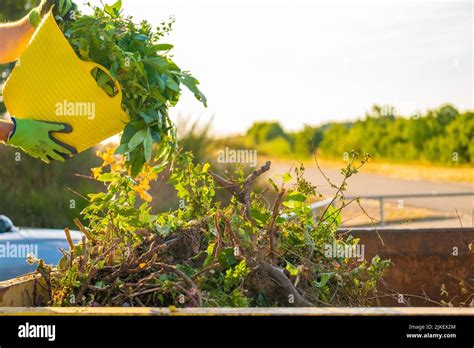 Green Compost Pours Into A Metal Tank In The Sungreen Compost With
