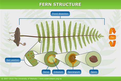 [solved] Briefly Summarize The Structure Of A Fern Course Hero