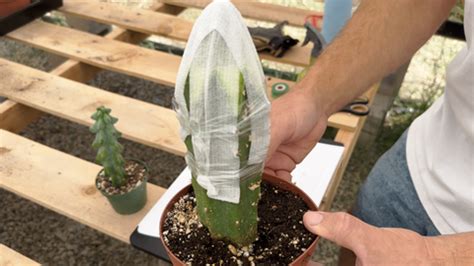Cactus Grafting 101 A Simple Step By Step Guide San Pedro Source