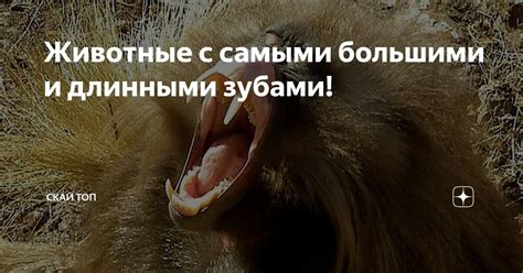 Животные с самыми большими и длинными зубами Скай Топ Дзен