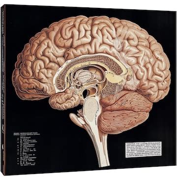 A Detailed View Of The Human Brain With Labeled Areas Of The Cerebrum