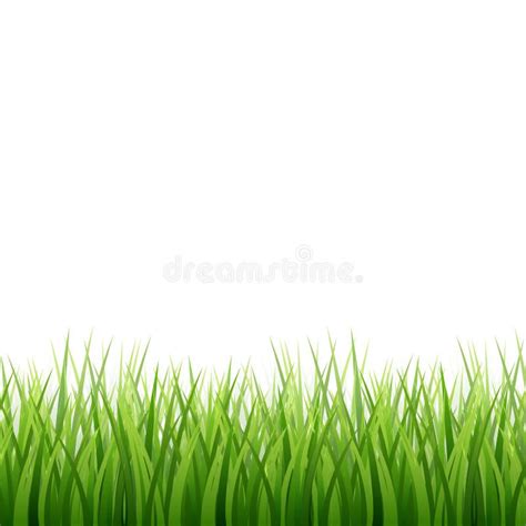 Realistic Green Meadow Grass On White Background Vector Stock Vector
