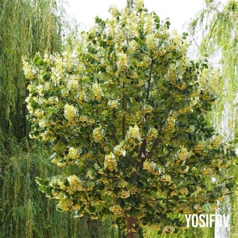 Японска вишна „Канзан“ Prunus Serrulata Kanzan Разсадник Йосифов