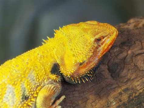 Types Of Bearded Dragons Learn Different Types Colors And Species