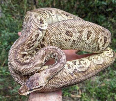 Pewter Mahogany Ball Python Female 1568g