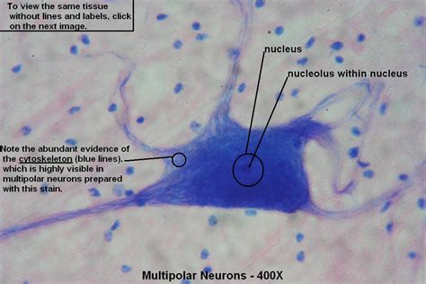 Pseudounipolar Neuron Histology