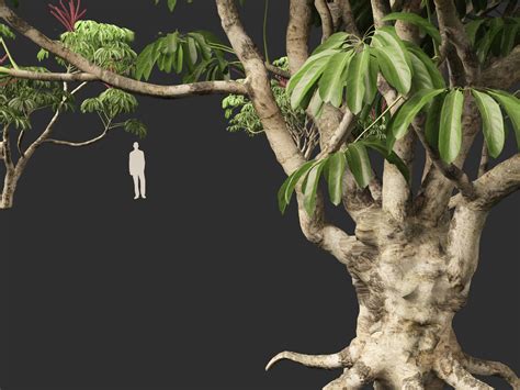 Schefflera Actinophylla Umbrella Tree 3d Model By 3dgardenplants