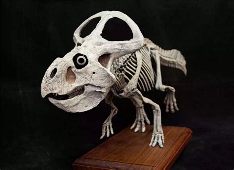 Vwuvwu 14 Protoceratops Skeleton Model Lana Time Shop