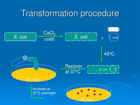 E Coli Transform E Coli Transformation Methods Ping