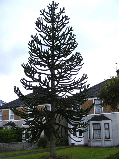 Monkey Puzzle Tree Monkey Puzzle Tree Plant Magic Yard Art