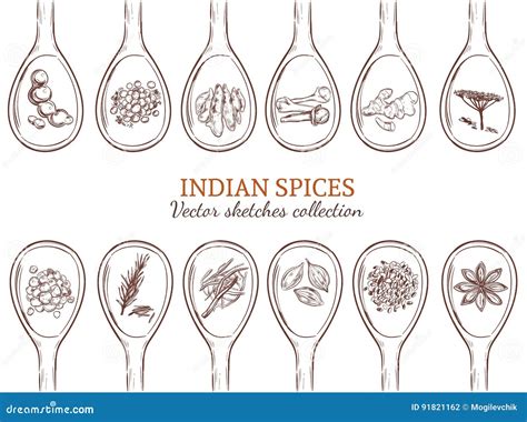Sketch Organic Indian Spices Set Stock Vector Illustration Of Indian