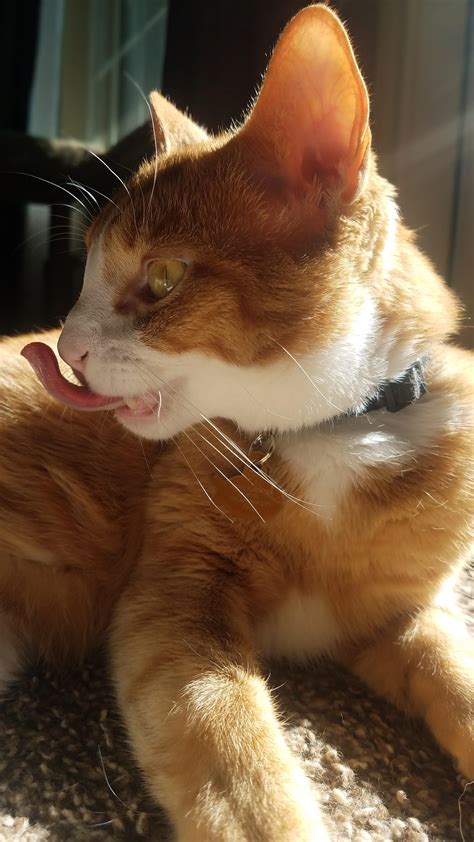 Tried To Get A Cute Picture Of My Cat Got This Mlem Instead R Mlem