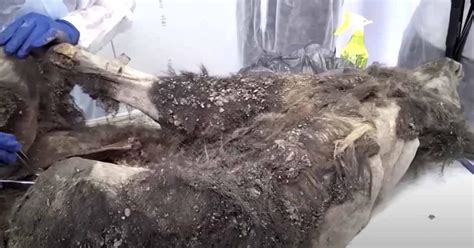 3 500 Year Old Bear Found In Siberian Permafrost Dissected Video