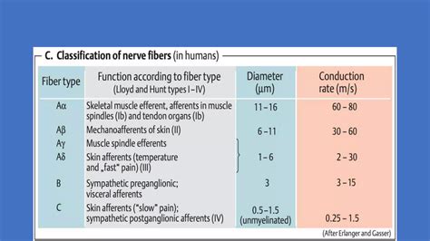 Nerve Classification Pptx