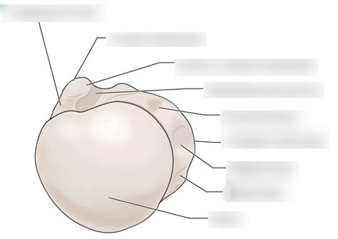 Proximal End Of Humerus Diagram Quizlet