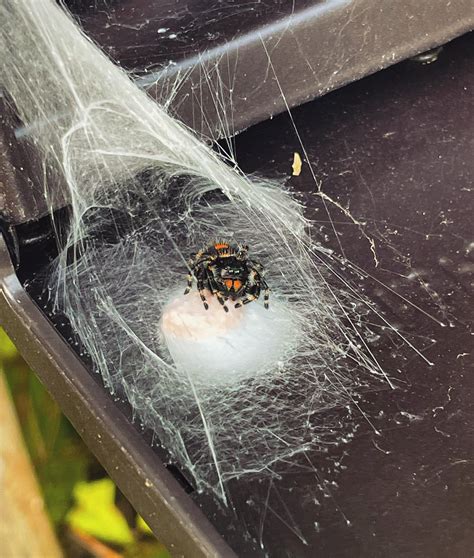 Bold Jumping Spider With Eggs R Spiders