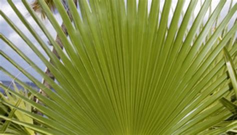 Different Types Of Palm Plants Garden Guides