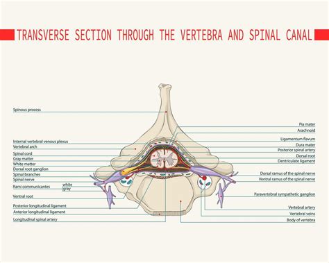 Vertebral Canal Diagram