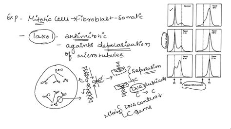 Solved Q11 The Figure A Below Shows The Flow Cytometry Chart Of Hela Cells These Cells Are