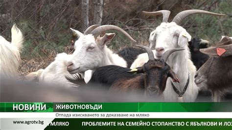 ЖИВОТНОВЪДИ Отпада изискването за доказване на мляко Youtube