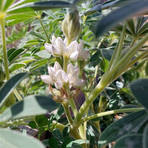 White Lupin Lupinus Albus