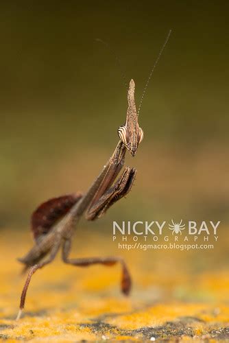 Bark Horned Mantis Nymph Ceratocrania Macra Dsc6612 Flickr