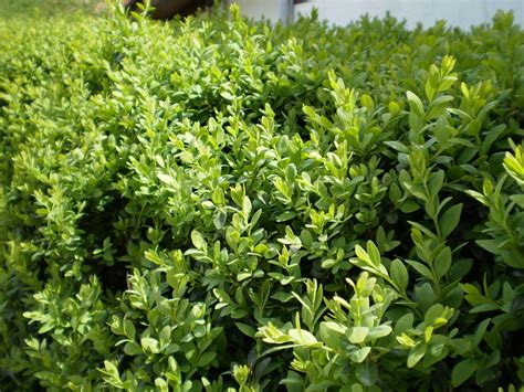 Buxus Sempervirens Care