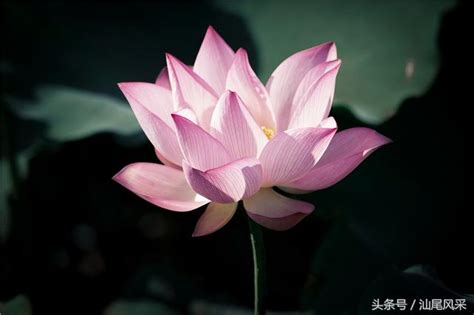 清荷 海豐荷清香 每日頭條