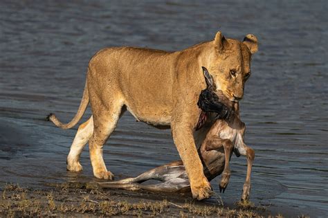 Lioness In Africa