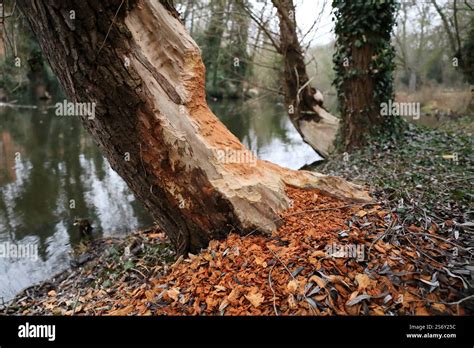 Ein Von Bibern Angenagter Baum Am Ufer Der Nuthe In Potsdam 17 Januar