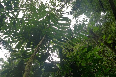 Tetrathylacium Poepp And Endl