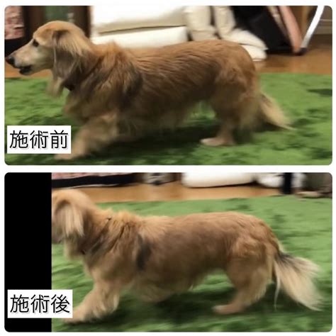 犬の整体研究所 ダックスさん 上が施術前 下が施術後 左前足が前に出るようになったの、見てわかりますか？ 着目ポイントは肘の位置と 首から
