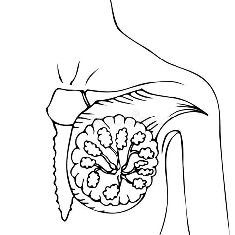 Anatomy Of The Female Breast Stock Vector Illustration Of Health