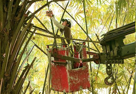 Biodiversity Impact Assessments Camphora Pte Ltd