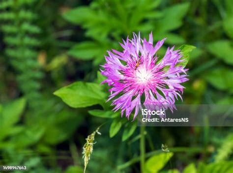 Psephellus의 꽃 아름 다운 밝은 핑크 Psephellus Dealbatus입니다 꽃이 만발한 흰 수레 국화 Centaurea Dealbata의 클로즈업 0명에 대한