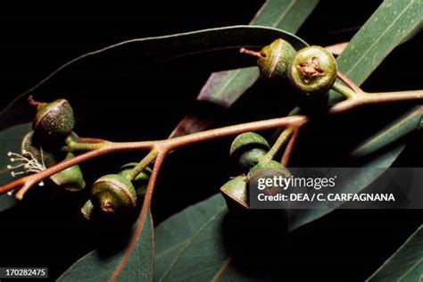 Green Eucalyptus Leaves And Branches Photos And Premium High Res
