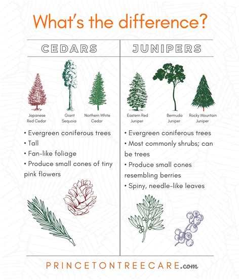Types Of Cedar Trees