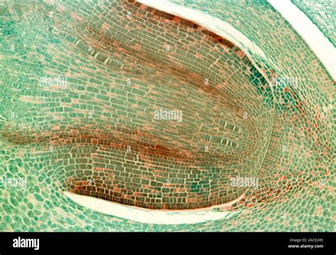 Maize Seed Light Micrograph Of A Section Through The Seed Of A Maize