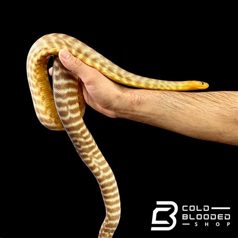 Male Woma Python Aspidites Ramsayi