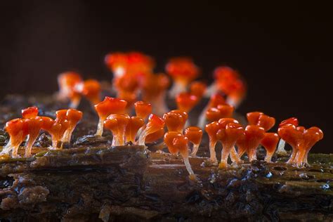 What Does It Mean To Dream Of A Mold Dream Glossary