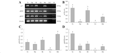 Tissue Specific Expression Of Growth Related Genes In The Portion Of