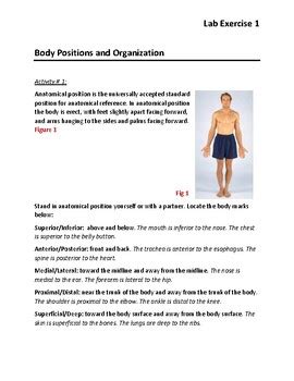 A P I Lab Exercise Body Positions And Organizations Student Version