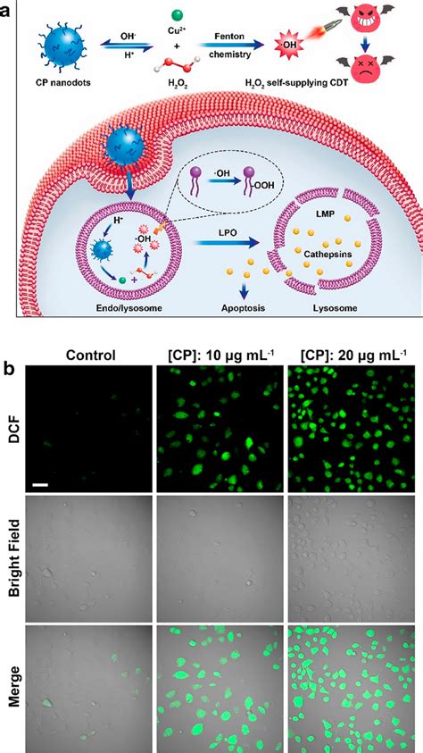 A Formation Of Cp Nanodots For H2o2 Self Supplying Cdt B Fluorescence