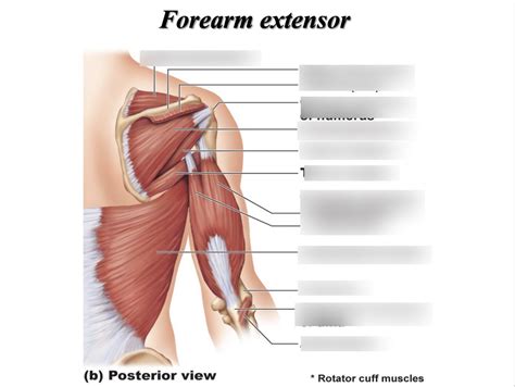 Forearm Extensor Diagram Quizlet