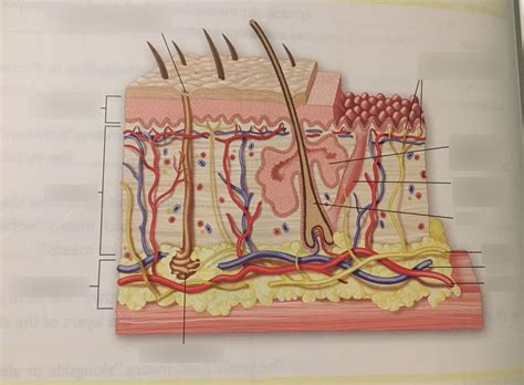 Chapter 5 Integumentary Diagram Quizlet