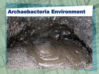 Kingdom Archaebacteria Pptx