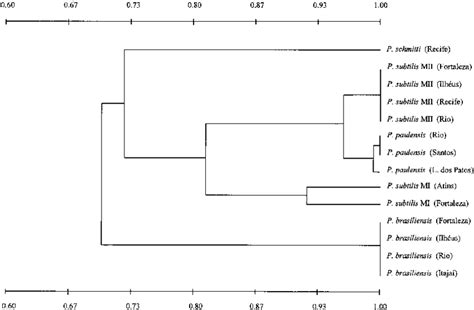 Penaeus Spp Allozyme Based Upgma Similarity Tree Showing Genetic
