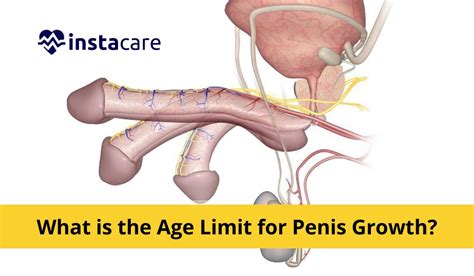 What Is The Normal Age Limit For Penis Growth