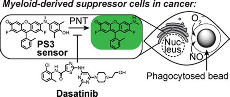 Fluorescent Detection Of Peroxynitrite Produced By Myeloid Derived