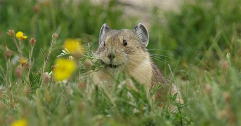 Oregon Finds A New Way To Fund Wildlife Conservation—tax Tourists Columbia Insight